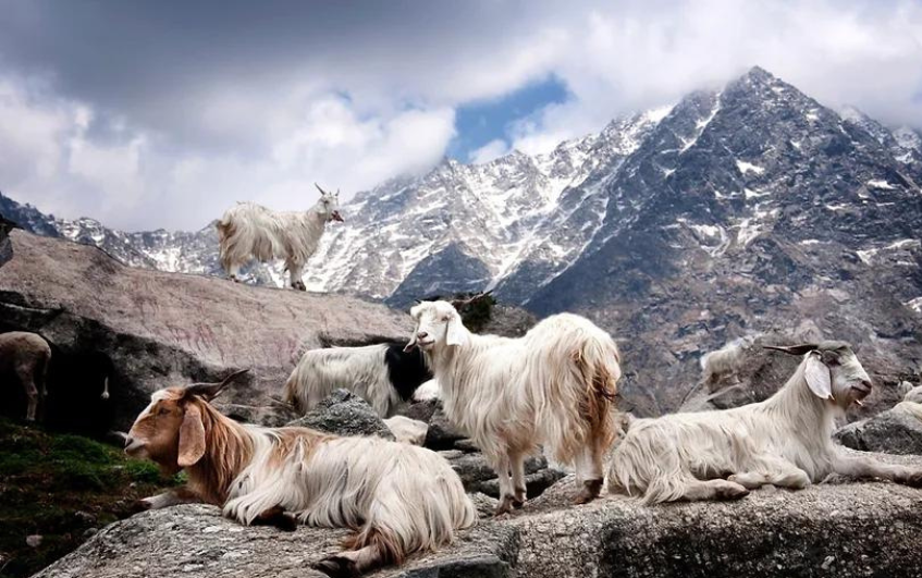 Cashmere: A Legacy of Tradition and Luxury